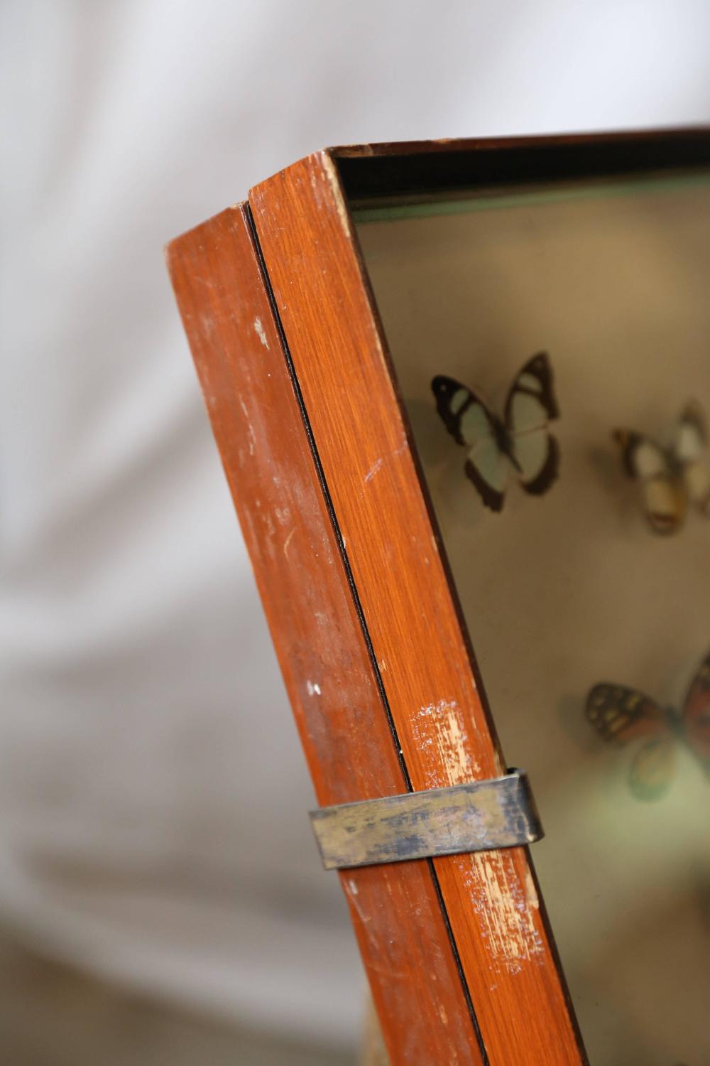 Vintage Butterfly Specimen Collection For Sale at 1stdibs