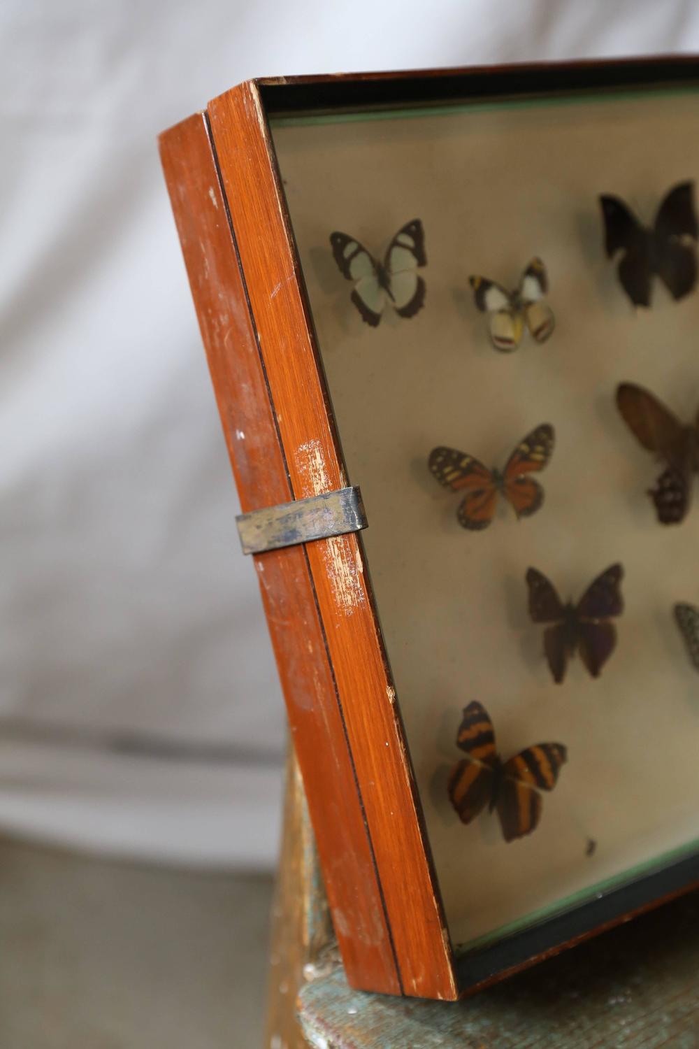 Vintage Butterfly Specimen Collection For Sale at 1stdibs