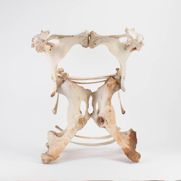 Bone Chair, Second Half of the 20th Century at 1stDibs