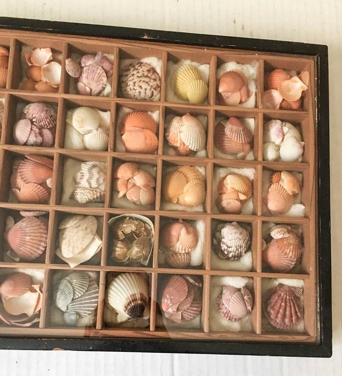 19th Century Nautical Victorian Seashell Collection in Shadowbox at 1stDibs