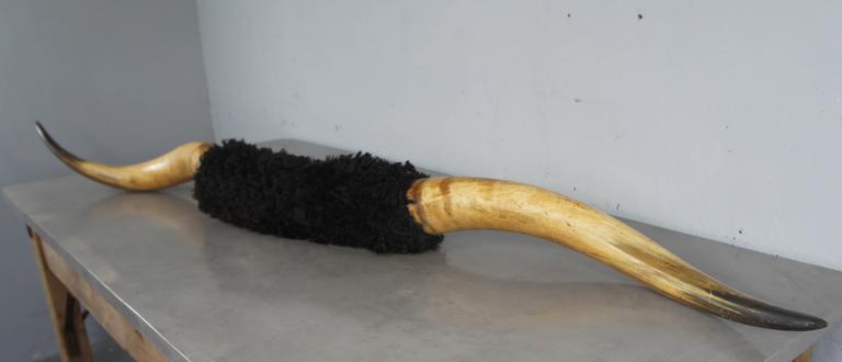Taxidermy Mounted Longhorn Steer Horns For Sale at 1stDibs | steer ...