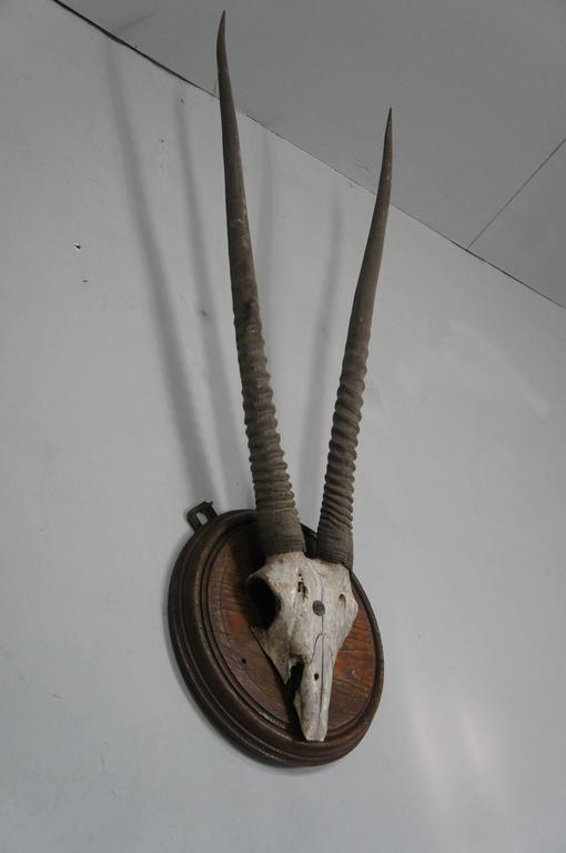 Gemsbok Antlers and Skull Taxidermy Mount For Sale at 1stDibs