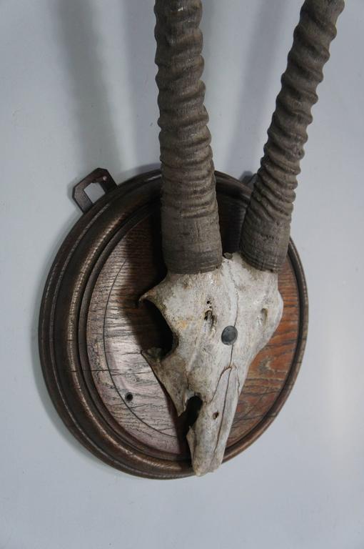 Gemsbok Antlers and Skull Taxidermy Mount For Sale at 1stDibs