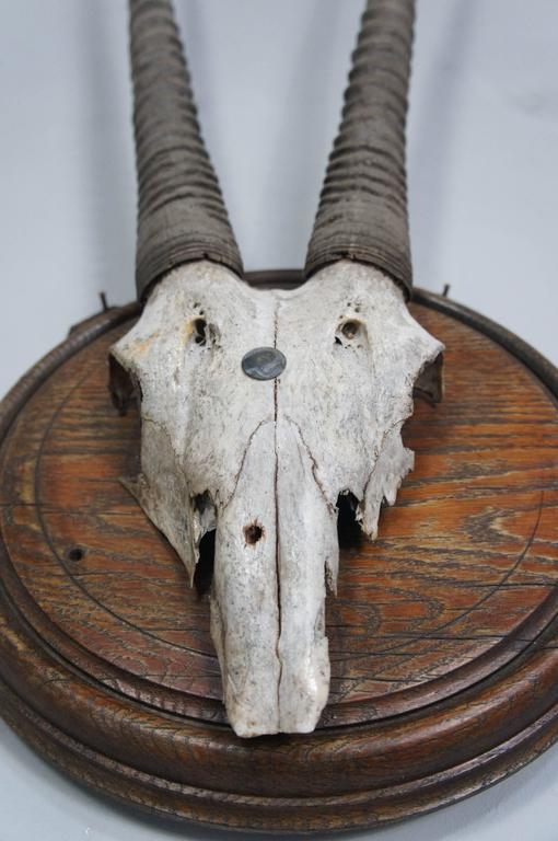 Gemsbok Antlers and Skull Taxidermy Mount For Sale at 1stDibs