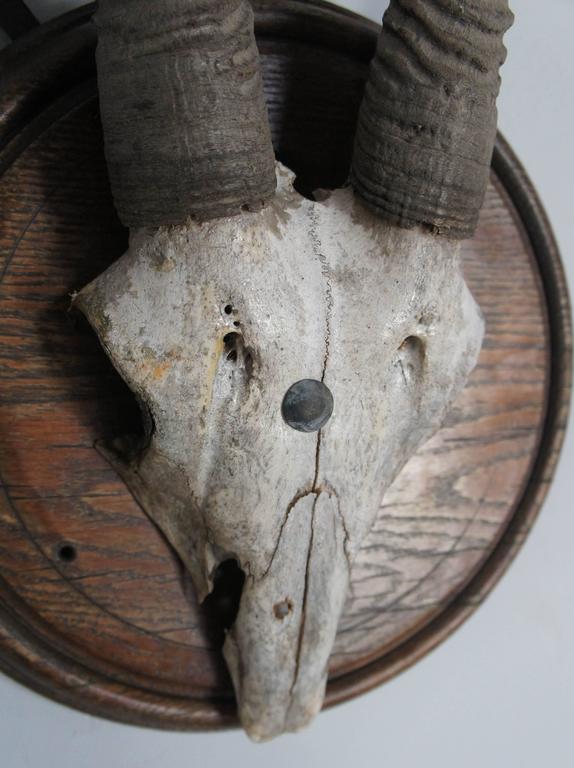 Gemsbok Antlers and Skull Taxidermy Mount For Sale at 1stDibs