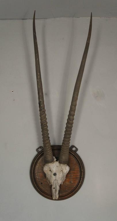 Gemsbok Antlers and Skull Taxidermy Mount For Sale at 1stDibs