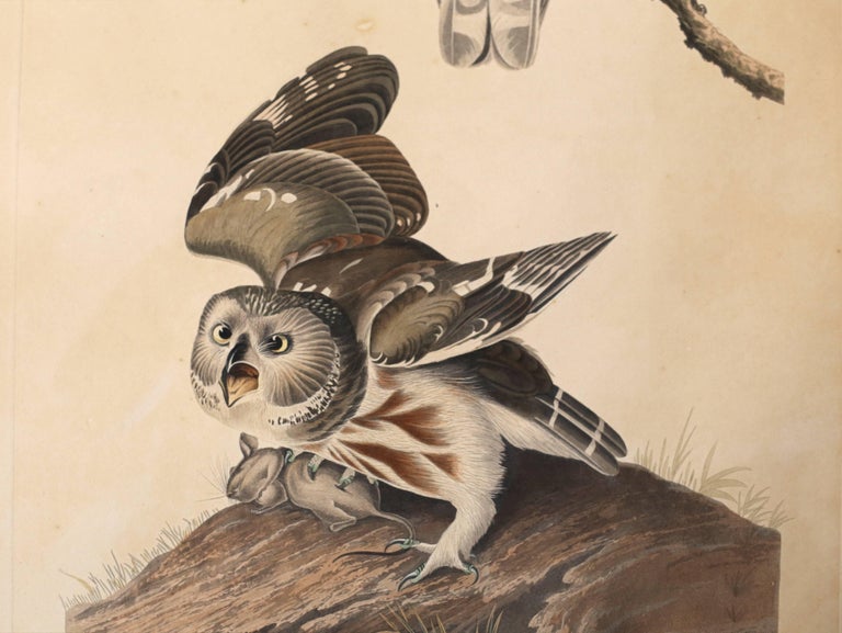 Audubon's "Little Owl, "1834 Havell Edition in Gilt 19th Century Frame ...