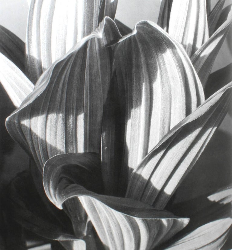 History of Women Photographers, Naomi Rosenblum First Edition Pre ...