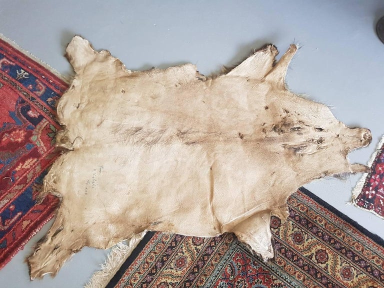 Vintage Wild Boar Skin Rug at 1stDibs | wild boar rug, the forest boar ...