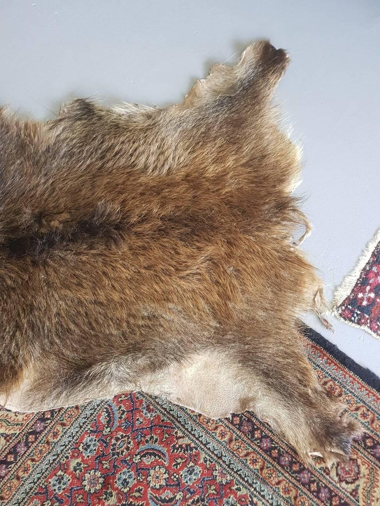 Vintage Wild Boar Skin Rug at 1stDibs | wild boar rug, the forest boar ...