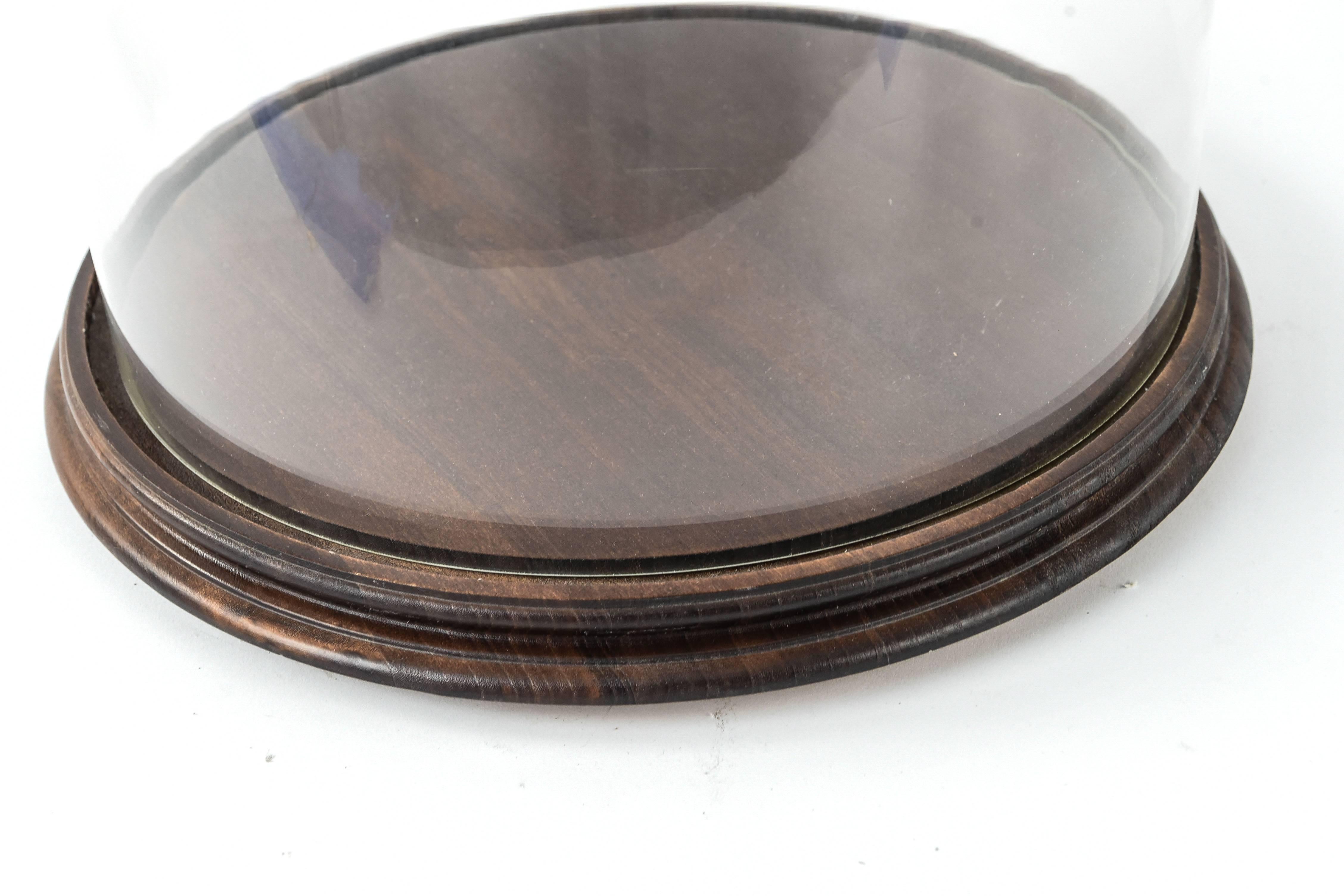 Antique Glass Dome Display Case at 1stDibs | victorian glass dome ...