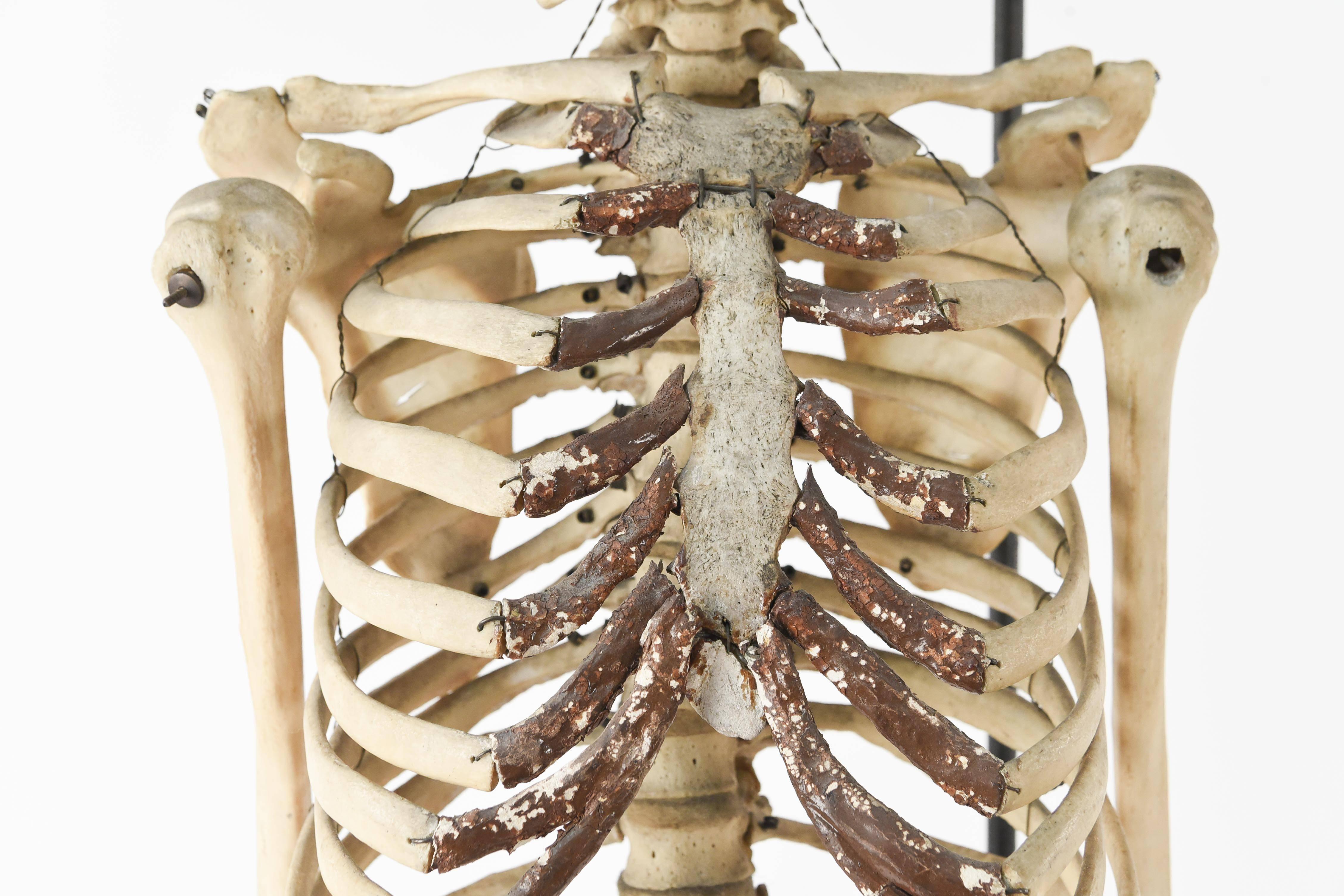 Real Full Human Skeleton