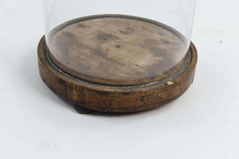 Antique 19th Century Glass Display Dome at 1stDibs