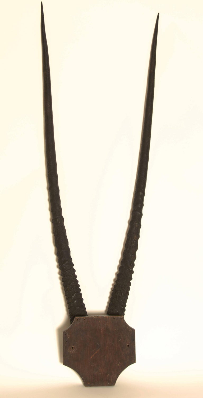 Oryx Horns and Part Skull, Mounted on an Oak Shield For Sale at 1stDibs