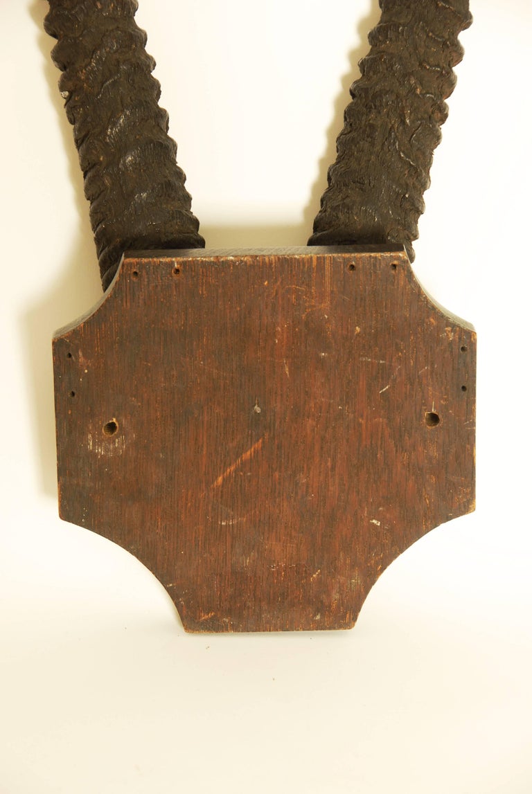 Oryx Horns and Part Skull, Mounted on an Oak Shield For Sale at 1stDibs