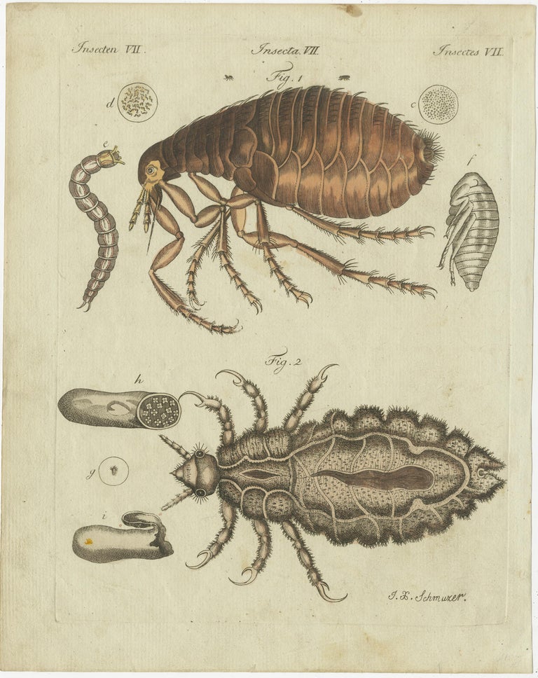 Set of 4 Antique Prints of Various Insects Including the Human Flea and ...