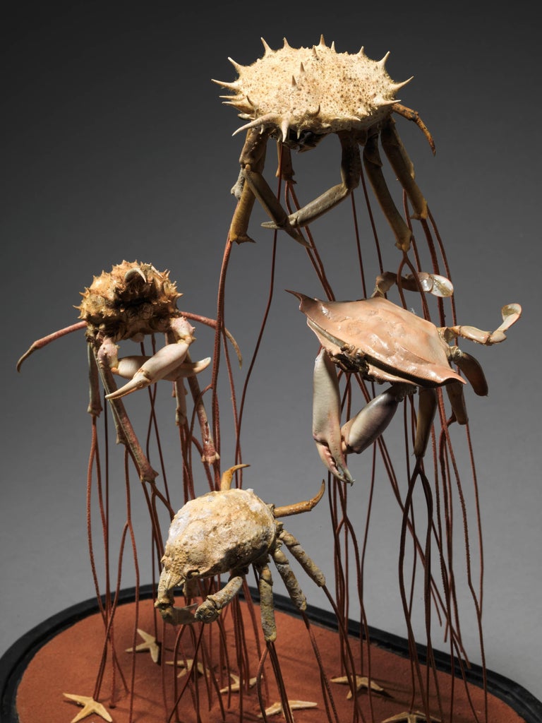 Alien Crab Mount in Glass Dome at 1stdibs