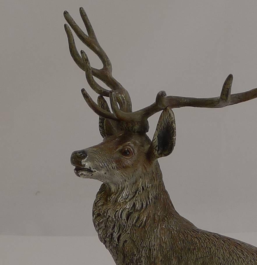 Large Antique Austrian Cold Painted Bronze Stag Figure c.1890 at ...
