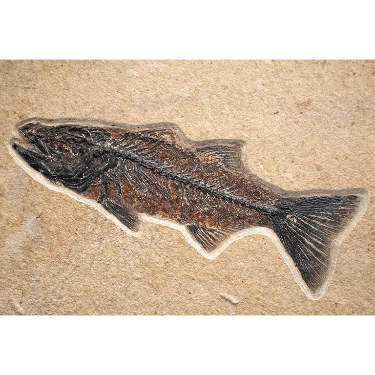 50 Million Year Old Eocene Era Fossil Fish Mural in Stone, from Wyoming ...