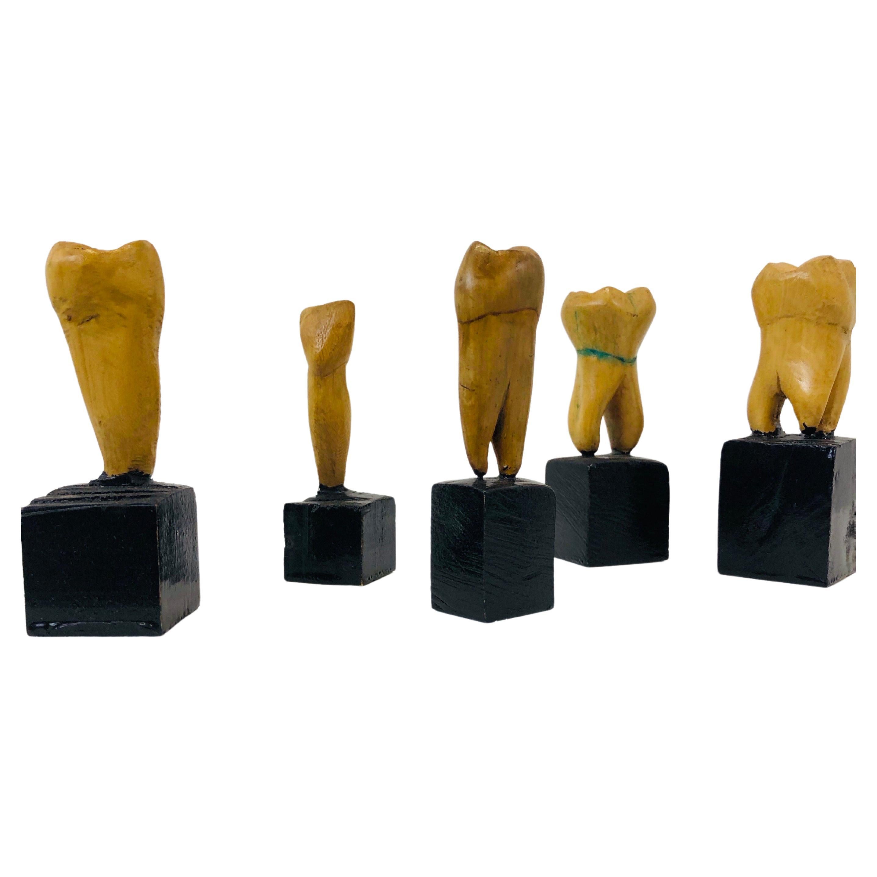 Set of Six Wooden Teeth from a Dental School, 1950 at 1stDibs