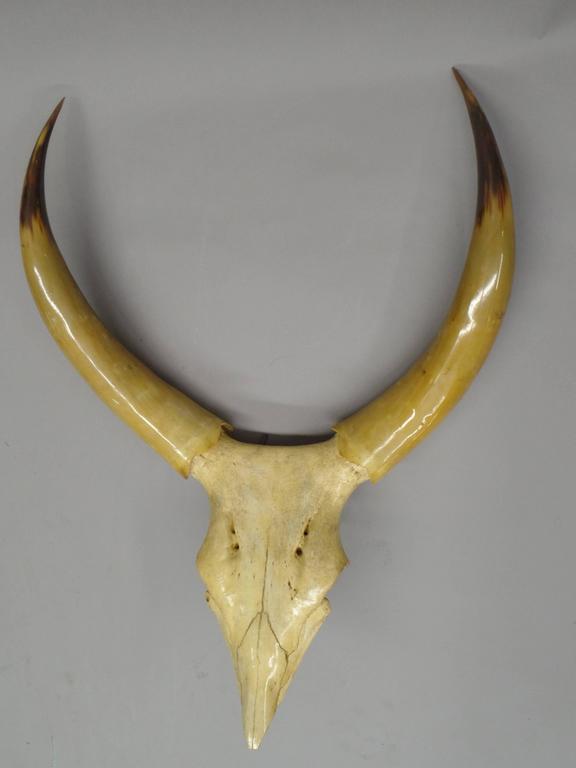 Large Dramatic Horn Sculpture For Sale at 1stdibs