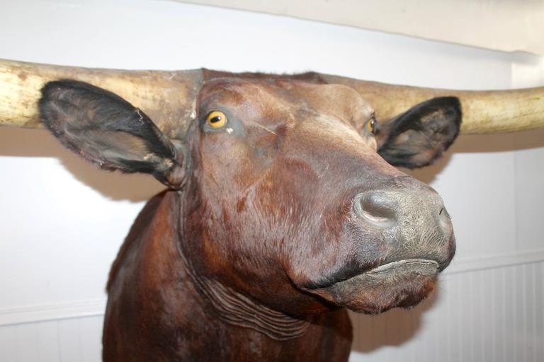 Monumental Texas Longhorn Mounted Bull For Sale at 1stDibs | bud light ...