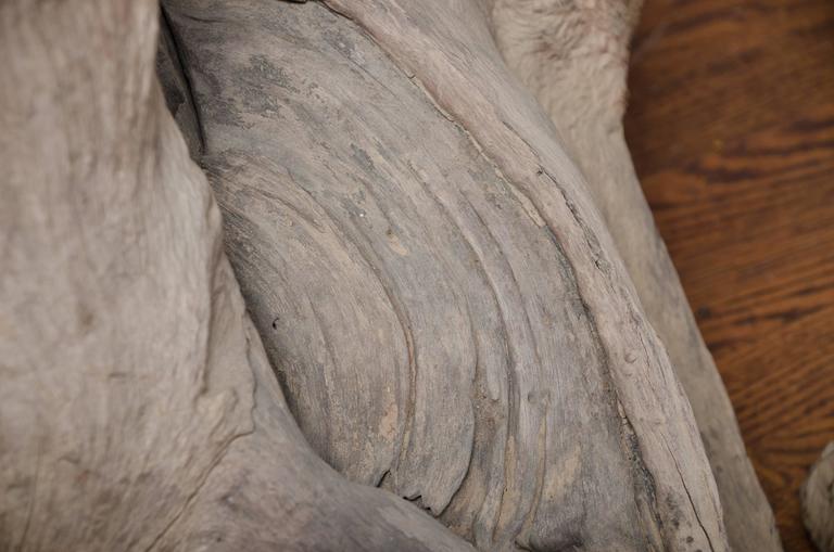 Thai River Bed Petrified Tree Root from Chang Mai For Sale at 1stDibs