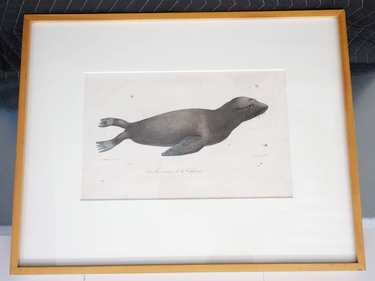 "Jeune Lion Marin de la Californie" Rare 1822 Lithograph by Louis ...
