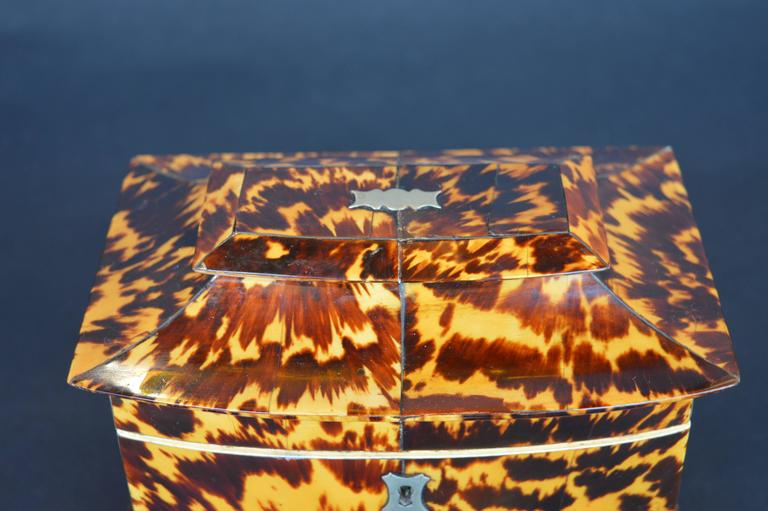 Collection of Six 19th Century Tortoise Shell Boxes at 1stDibs