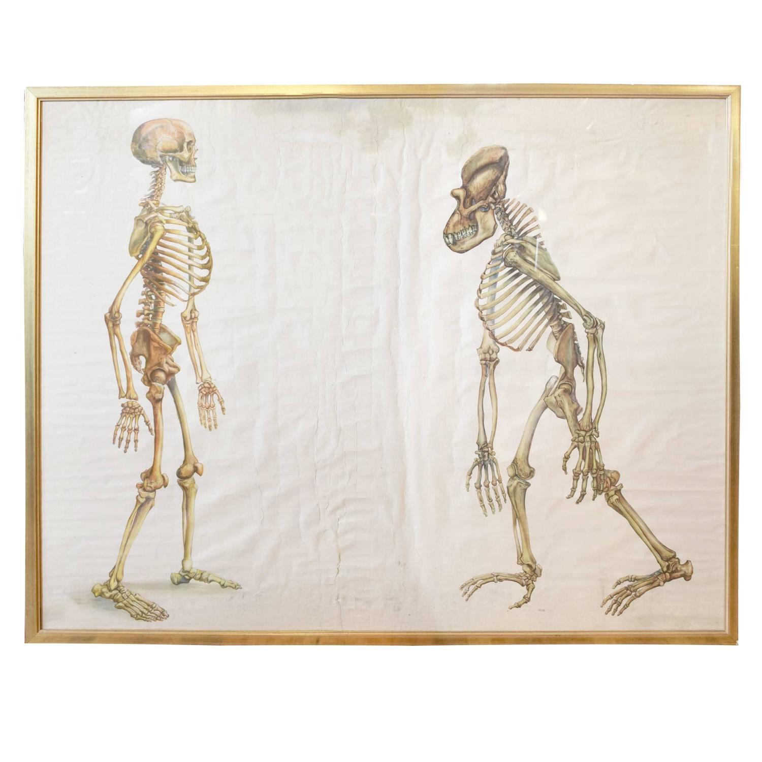 Rare Evolution Poster For Sale at 1stdibs