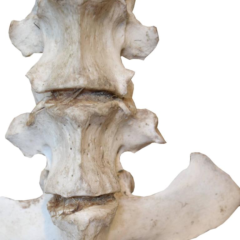 Cow Spine Specimen on Custom Mount at 1stDibs