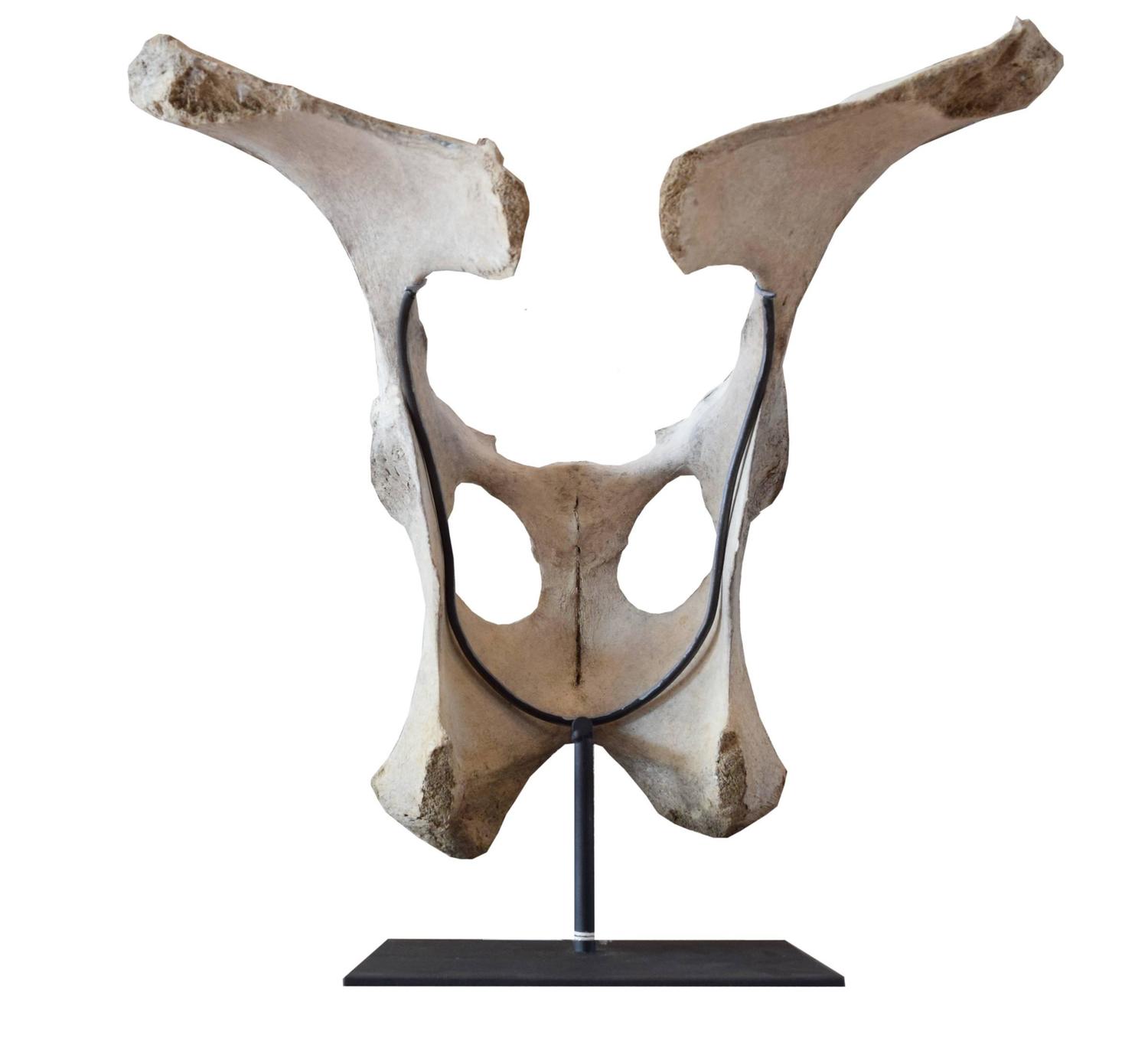 Moose Pelvis on Custom Mount For Sale at 1stdibs