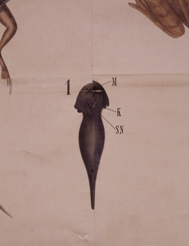 Antique German Scientific Chart Print, Frog, Amphibia Vertebrata ...