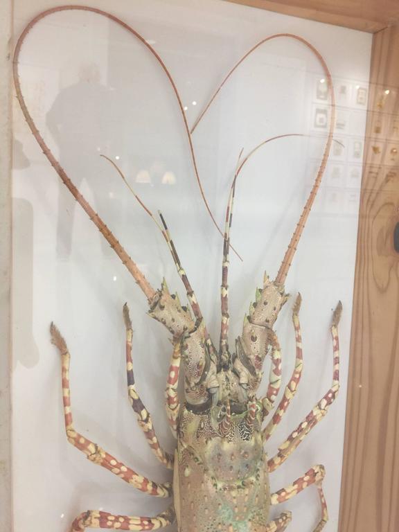 Tiger Lobster Taxidermy Encased in Box, Mounted on Custom Lucite Easel ...