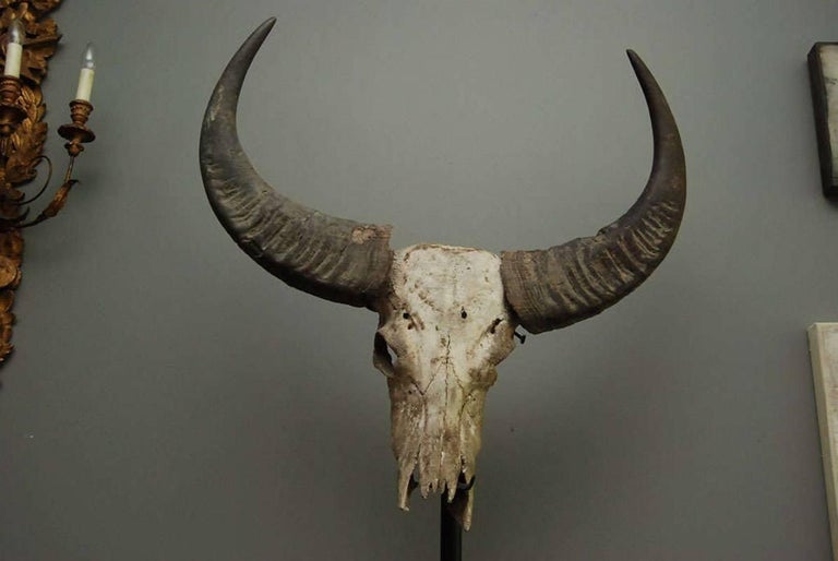 Yak Head on Stand at 1stDibs