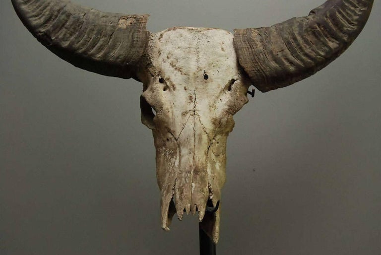 Yak Head on Stand at 1stDibs