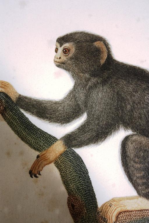 Set of Four Framed Prints of Monkeys, 19th Century at 1stDibs