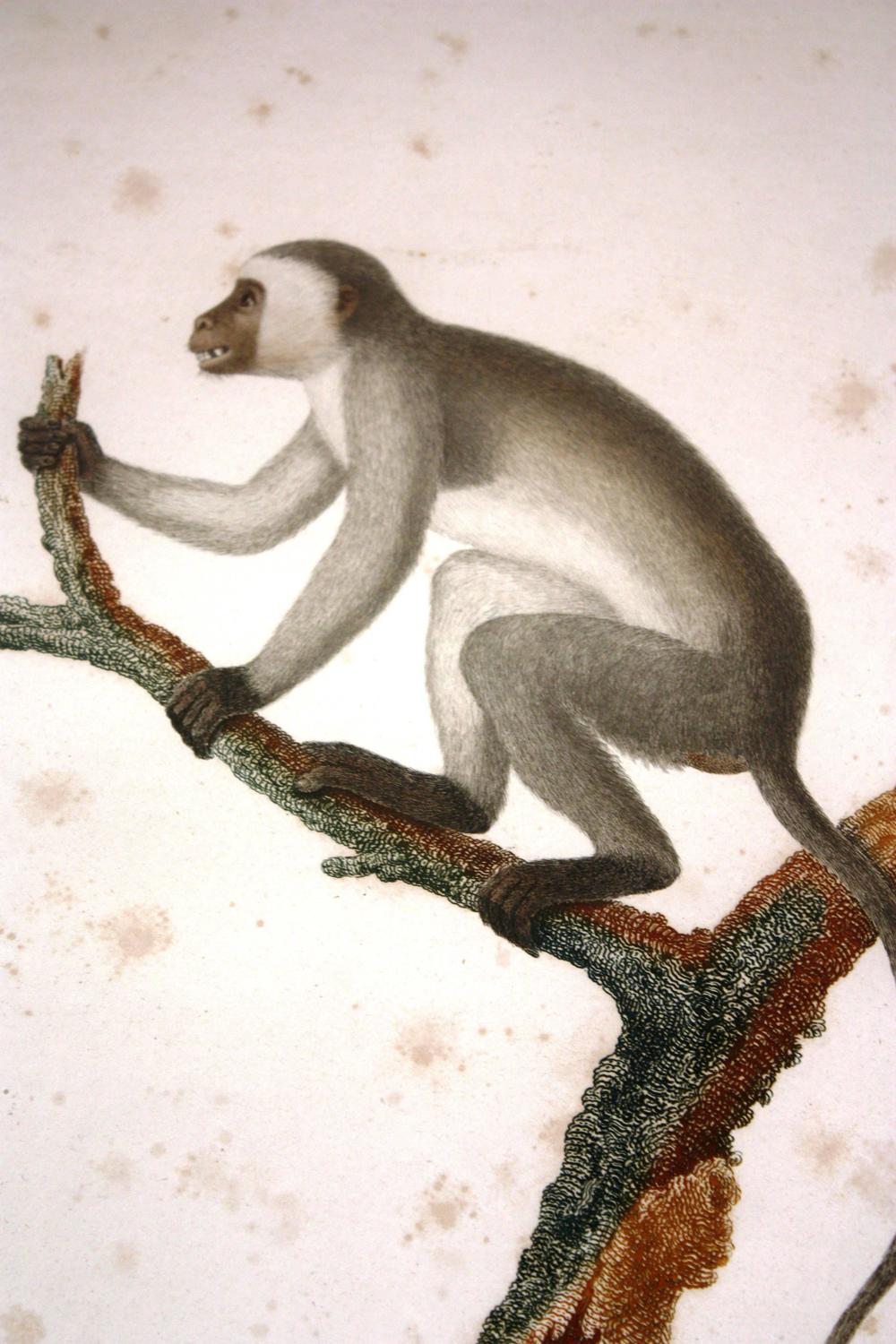 Set of Four Framed Prints of Monkeys, 19th Century at 1stdibs