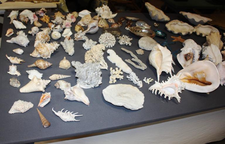 Enormous Seashell and Coral Collection at 1stDibs | seashell collection ...