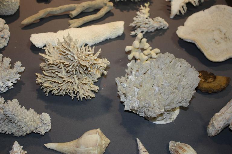 Enormous Seashell and Coral Collection at 1stDibs | seashell collection ...