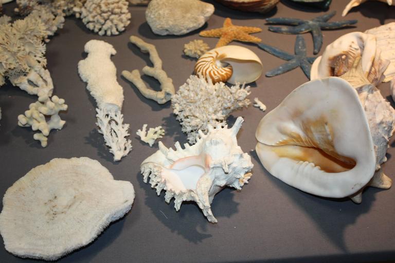 Enormous Seashell and Coral Collection at 1stDibs | seashell collection ...