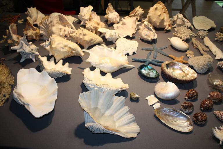 Enormous Seashell and Coral Collection at 1stDibs | seashell collection ...