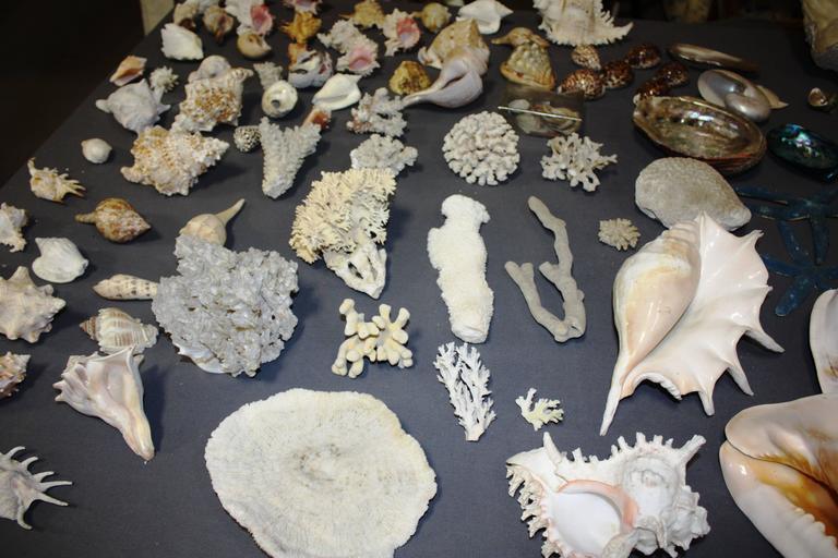 Enormous Seashell and Coral Collection at 1stDibs | seashell collection ...