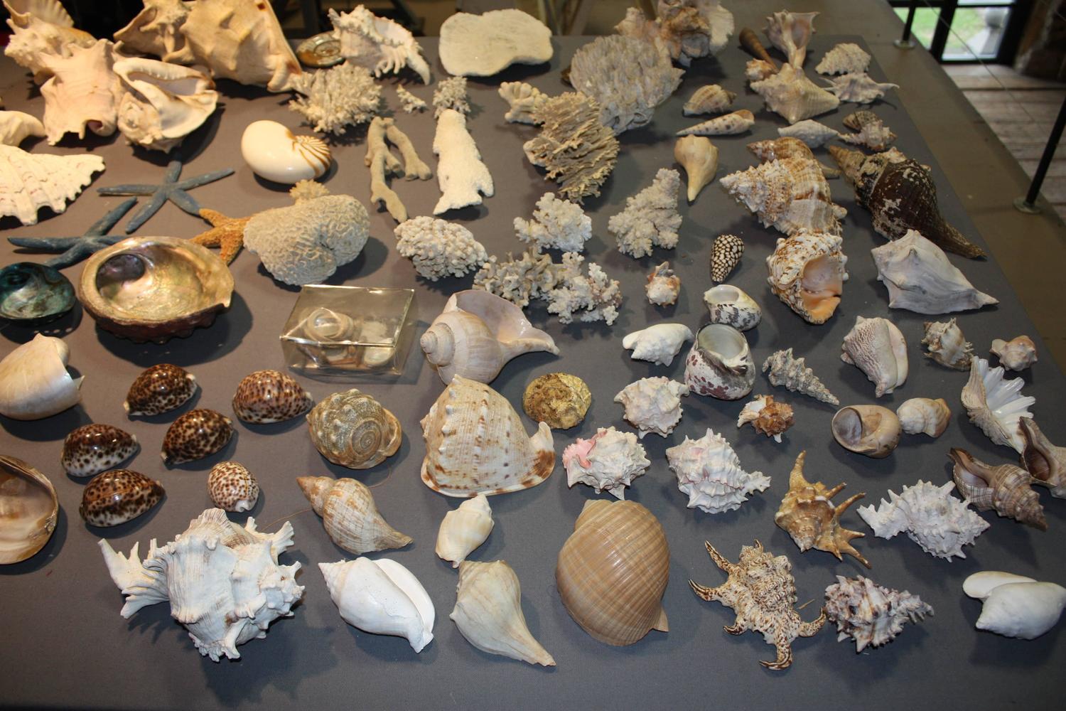 Enormous Seashell and Coral Collection For Sale at 1stdibs