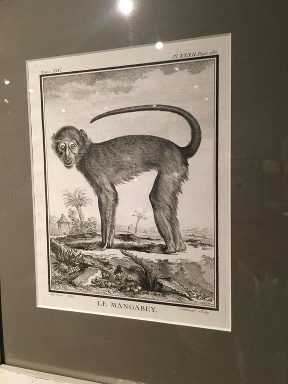 Exquisite Set of 24 Monkey Engravings in Frames, circa 1800 at 1stDibs