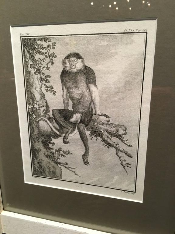 Exquisite Set of 24 Monkey Engravings in Frames, circa 1800 at 1stDibs
