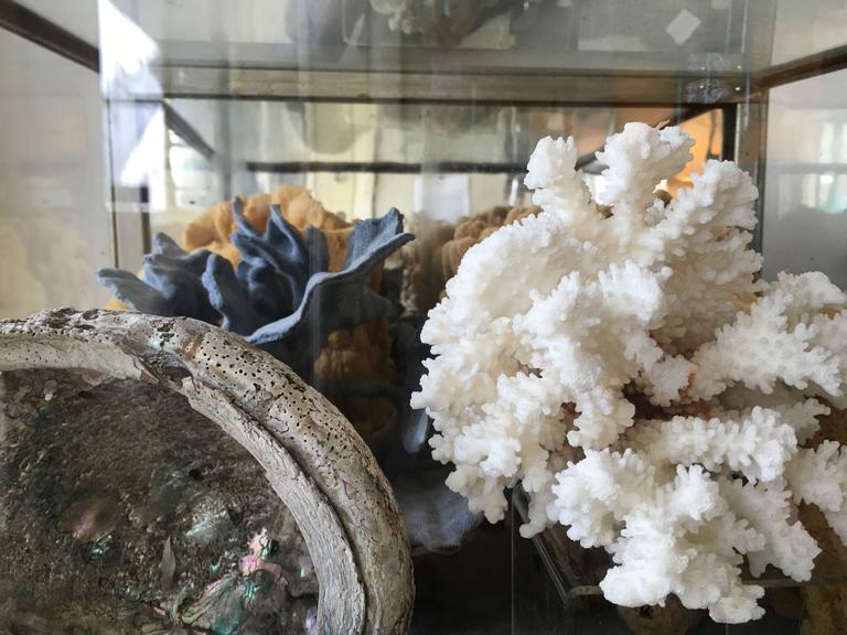 Large 19th Century Display Case Filled with Sponges and Coral at 1stDibs