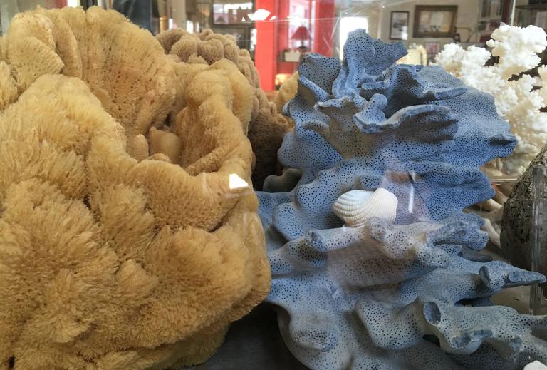 Large 19th Century Display Case Filled with Sponges and Coral at 1stDibs