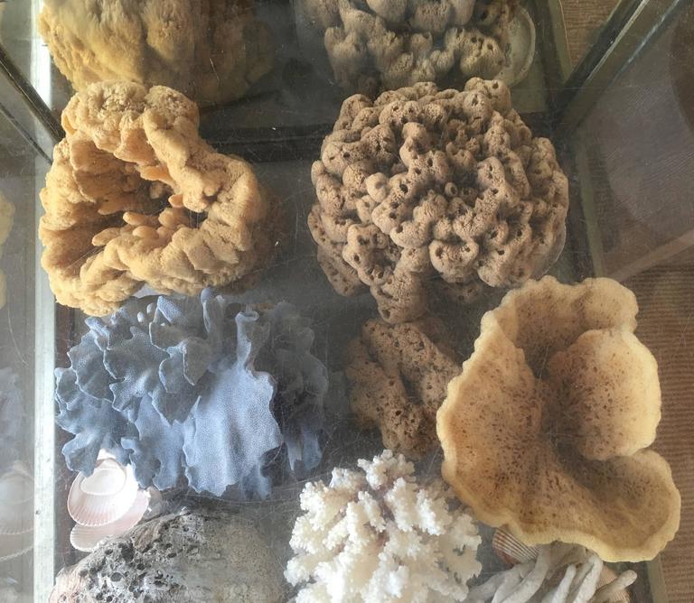 Large 19th Century Display Case Filled with Sponges and Coral at 1stDibs