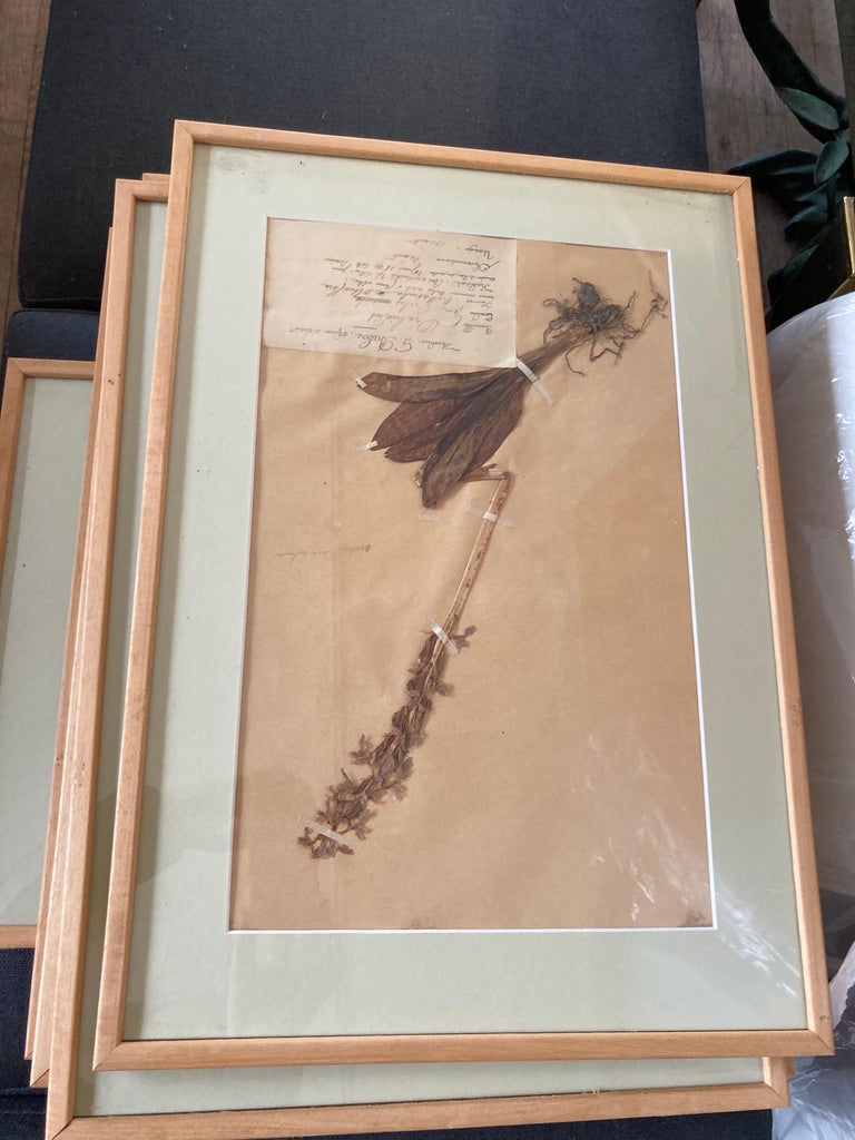 Set of '15' 19th Century Framed Botanical Specimens For Sale at 1stDibs